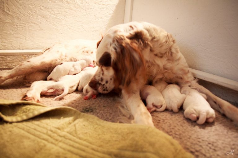 Santana and her new born pups!