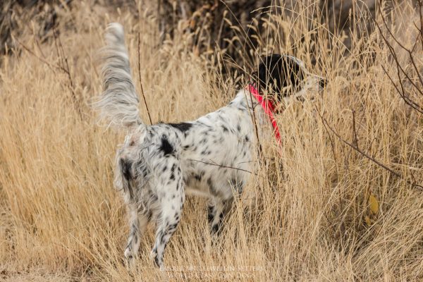 Laurel Mountain Llewellin Setter Puppies Expected December 2024