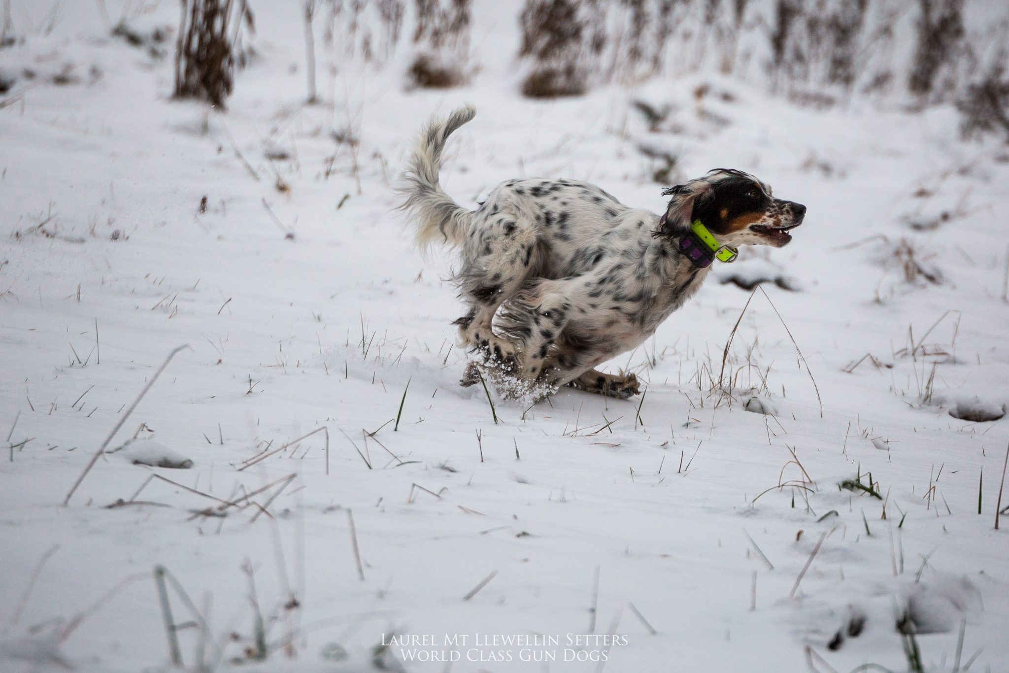 Fall 2024 Recap and Expected Puppies Update